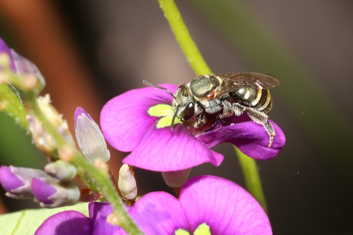 Bees – Nature lover's log