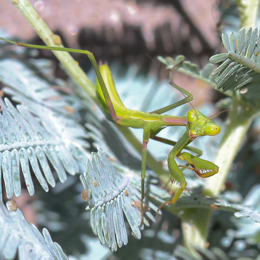 Mantids and Stick insects (Phasmids) – Nature lover's log